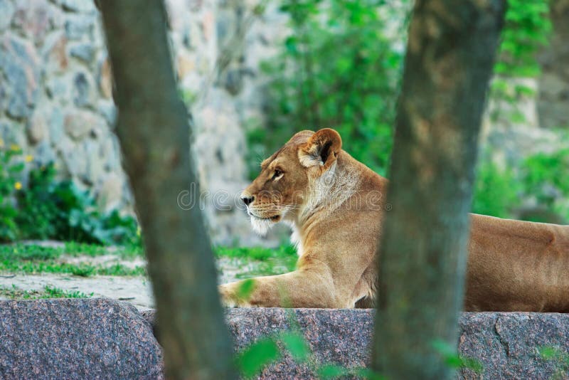 The beautiful Lioness stock photo. Image of female, carnivore - 95889848
