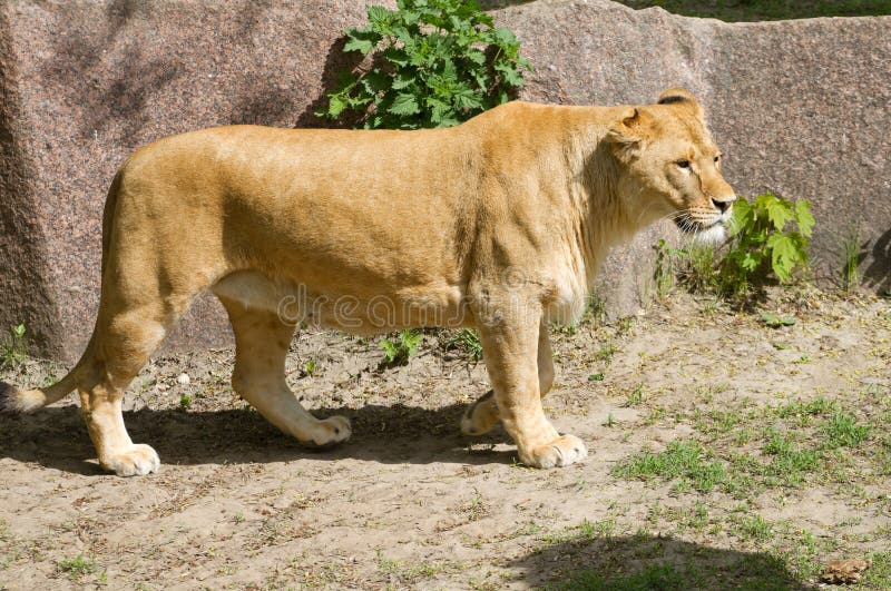 Beautiful lioness stock image. Image of wild, nature - 32737161