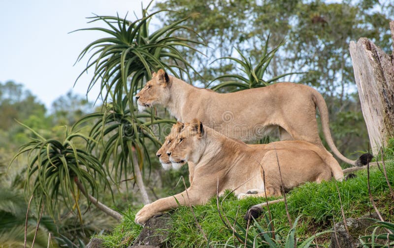 Beautiful Lionesses Lying in the Wild. Stock Photo - Image of pride ...