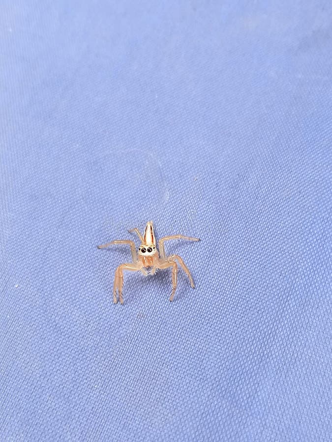 Beautiful Lite Golden Colour Baby Spider Stock Image - Image of nature ...