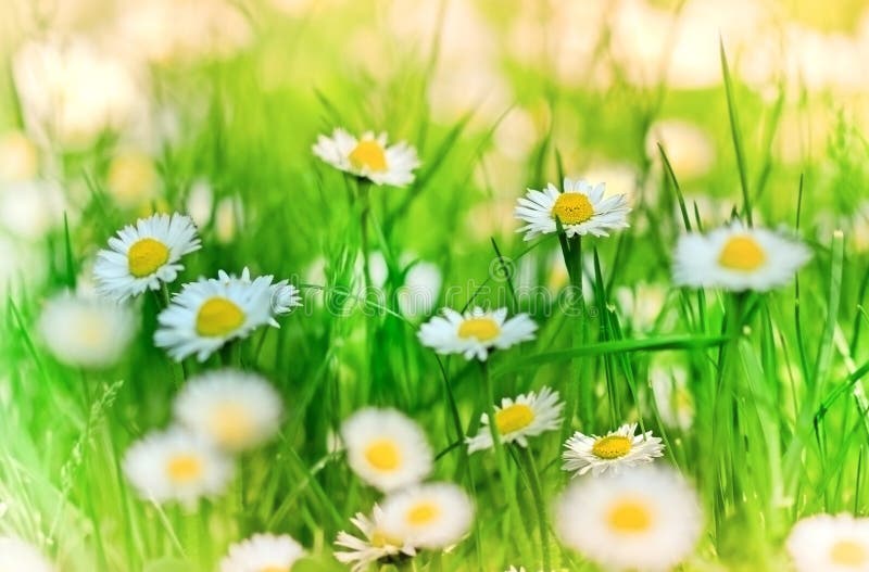 Beautiful Spring Grass and Little Yellow Flowers Stock Image - Image of ...
