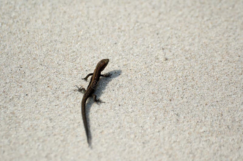 Little Agile Lizard Basking in the Spring Sun on the Clear Warm Sand of ...