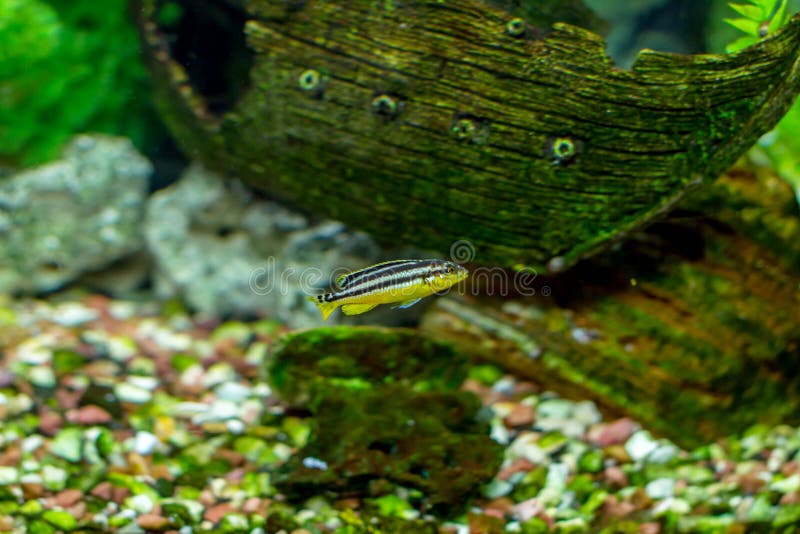 Beautiful Little Aquarium Fish Stock Photo - Image of life, purity ...