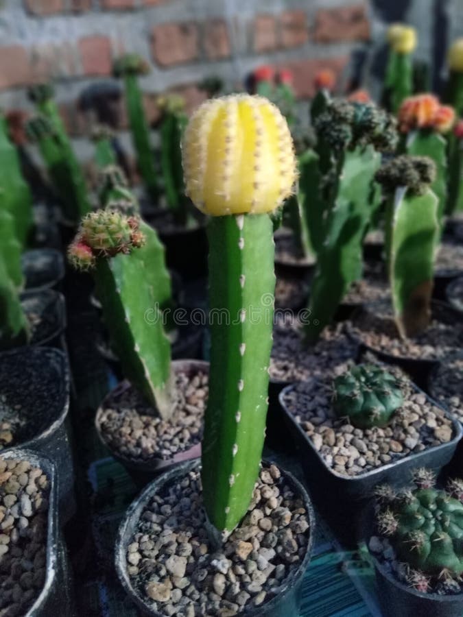 Beautiful Little Baby Cactus Stock Photo - Image of insect, cactus ...