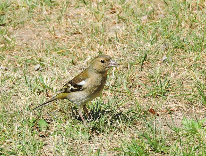 Beautiful little bird stock image. Image of bill, lithuania - 83429803