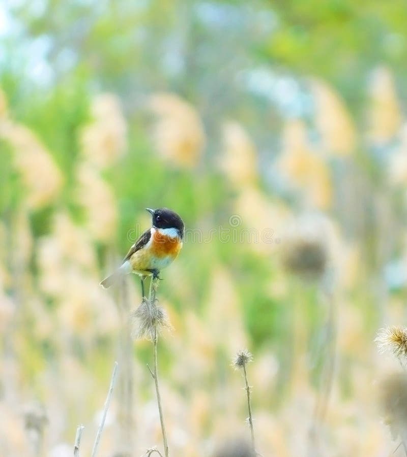 Beautiful Little Bird. Saxicola Rubicola. Beautiful Bird Stock Photo ...