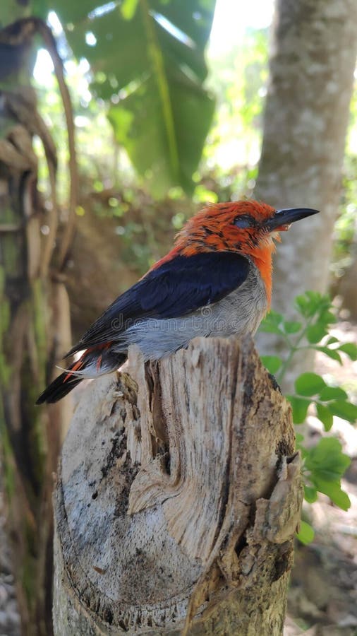 A Beautiful Little Bird is Sleeping, Its Color is Beautiful, Black and ...