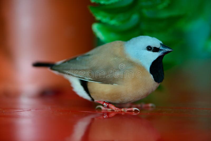 Beautiful little bird stock photo. Image of outdoor, nature - 53524898