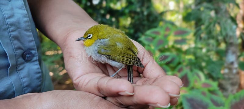 Beautiful Little Bird Standing on the Hand Stock Image - Image of ...