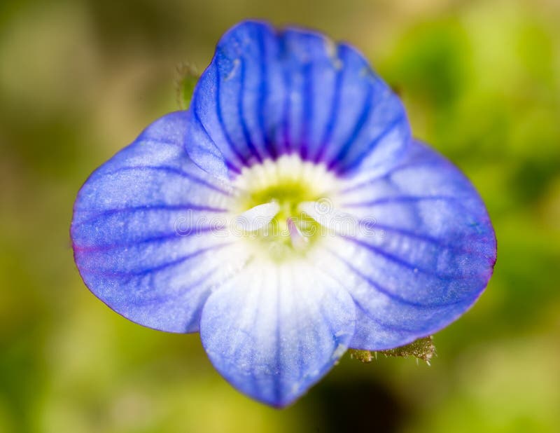 Beautiful Little Blue Flower on Nature Stock Photo - Image of little ...