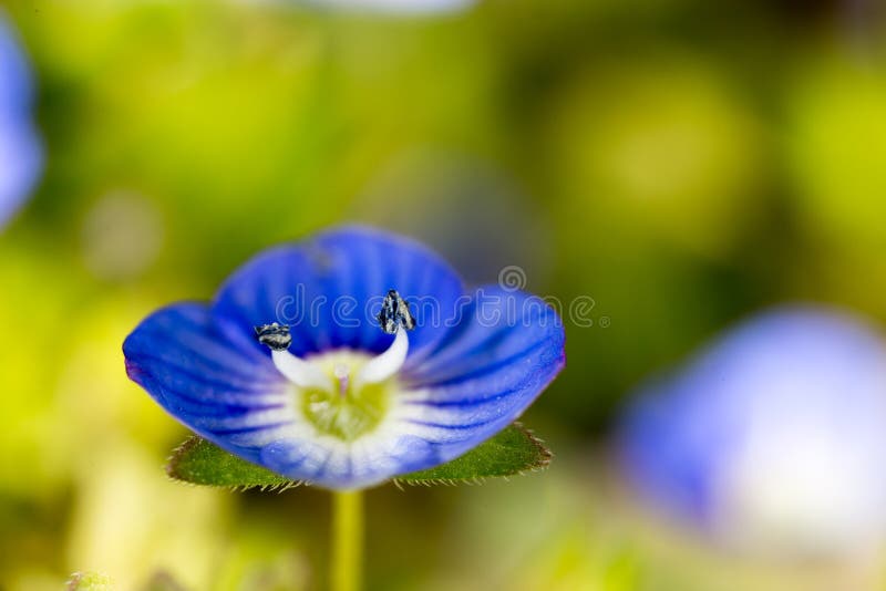 Beautiful Little Blue Flower on Nature Stock Photo - Image of spring ...