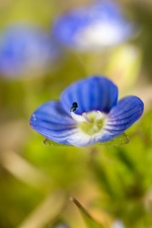 Beautiful Little Blue Flower on Nature Stock Image - Image of spring ...
