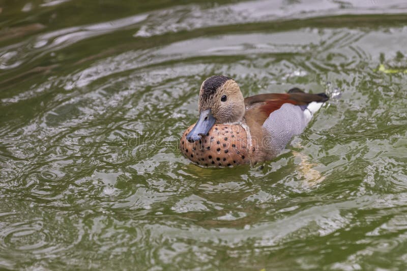 Beautiful Little Brown Duck Swims in the Water Stock Image - Image of ...
