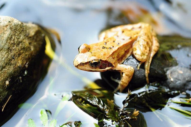 Small brown frog stock image. Image of closeup, nature - 96247773