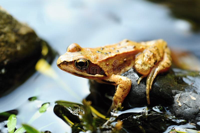 Small brown frog stock image. Image of closeup, jungle - 98939569