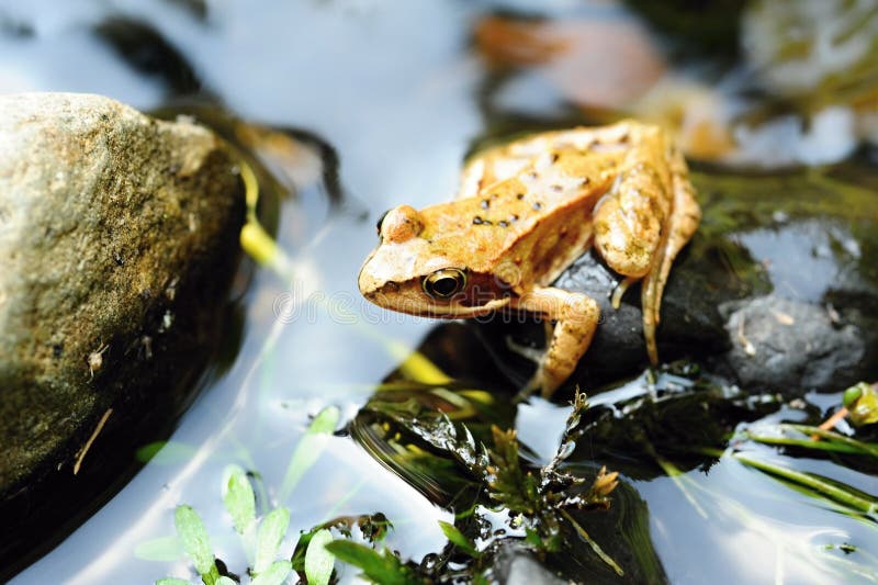 Small brown frog stock photo. Image of frogs, nature - 120051612