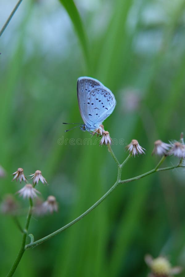 Beautiful little buterfly stock image. Image of animal - 220152211