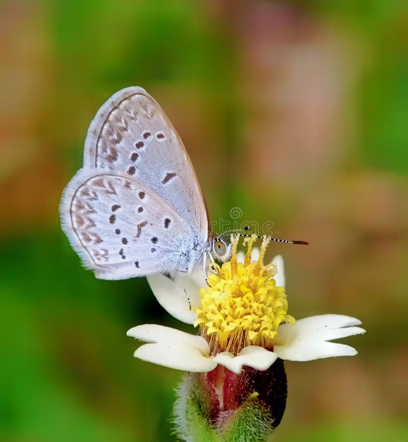 Beautiful Little Butterfly on Little Flower Stock Photo - Image of ...