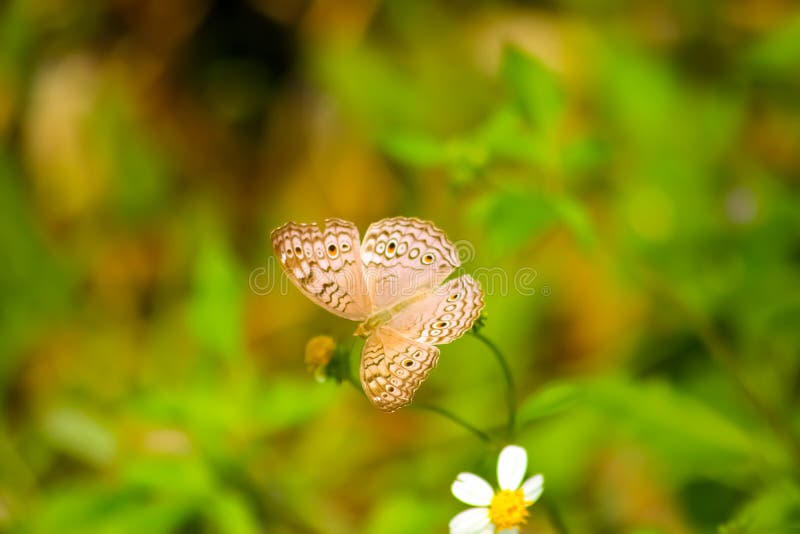Beautiful Little Butterfly Spreading Its Wings Stock Photo - Image of ...
