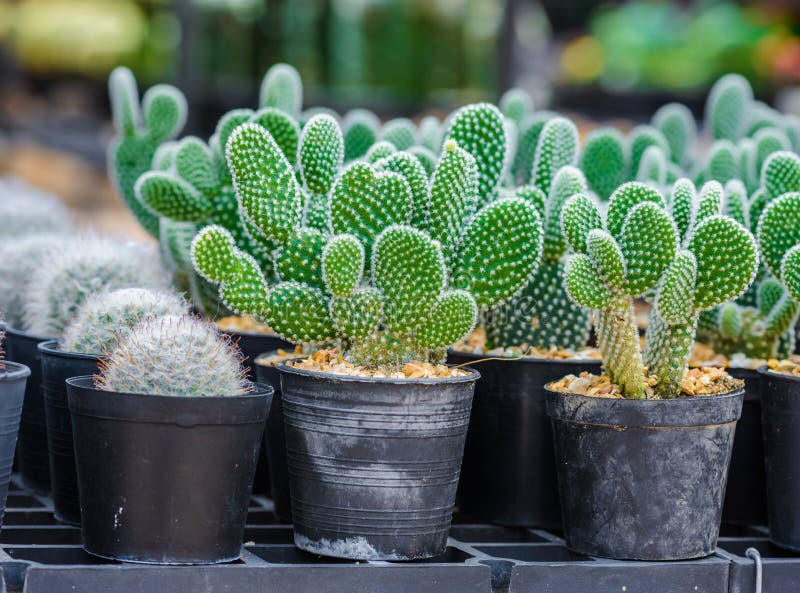 Beautiful little cactus stock image. Image of botanical - 127257487