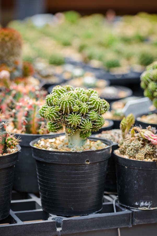 Beautiful little cactus stock photo. Image of color - 127257512
