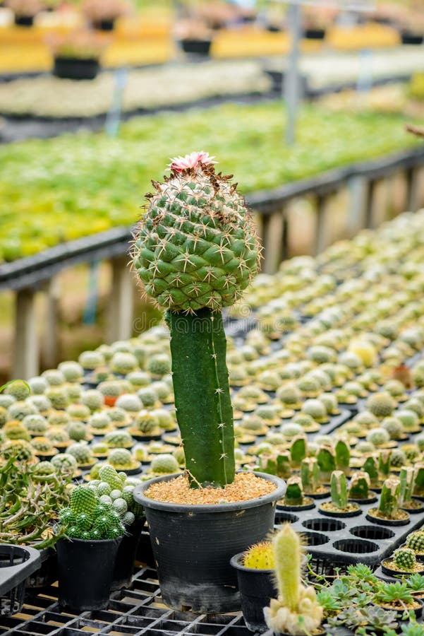 Beautiful little cactus stock image. Image of plant - 127257585