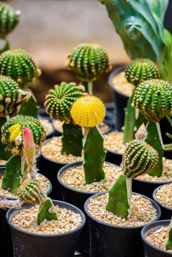 Beautiful little cactus stock image. Image of garden - 127658731