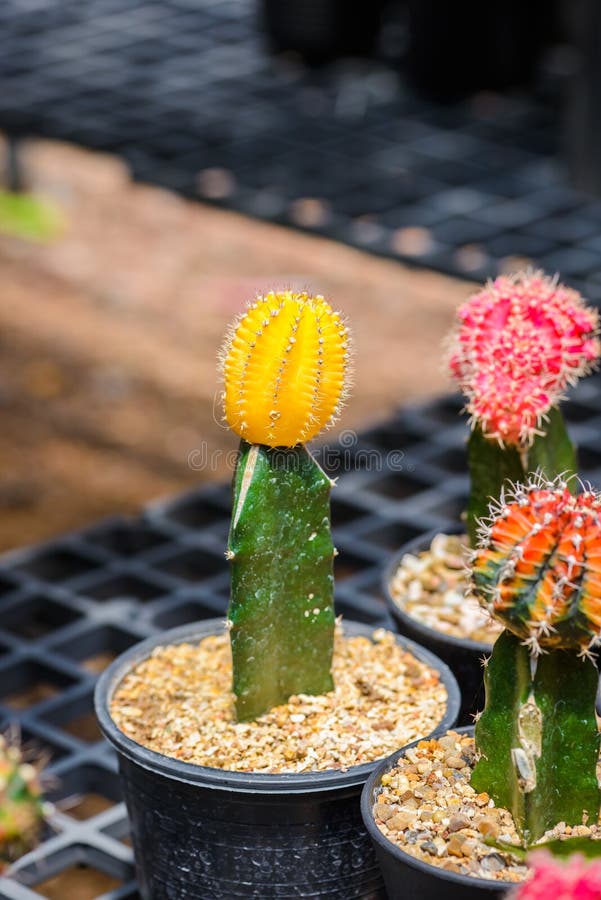 Beautiful little cactus stock image. Image of beauty - 129733985