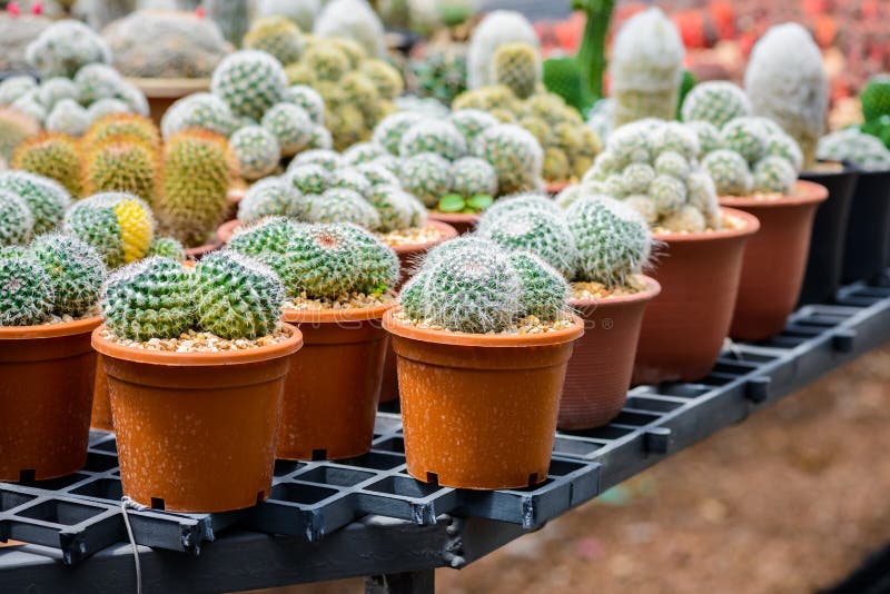 Beautiful little cactus stock photo. Image of botany - 130376200