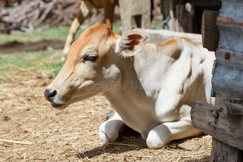 Beautiful little calf stock image. Image of dairying - 75532419