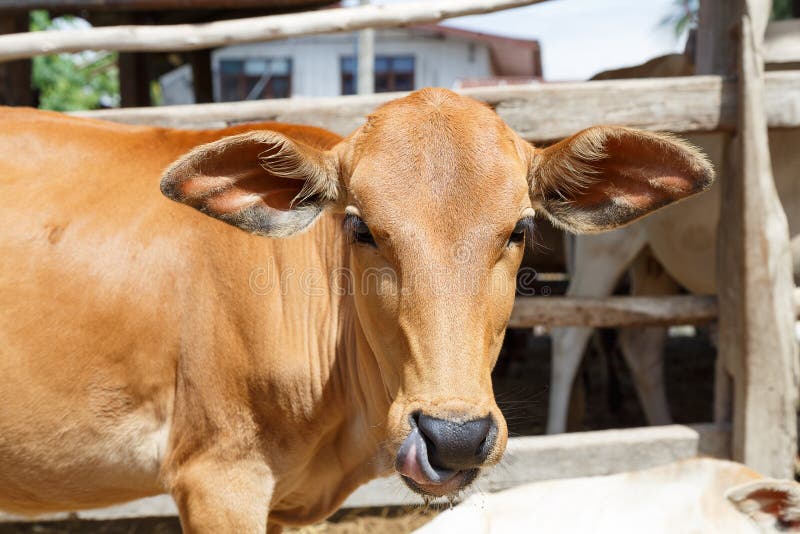 Beautiful little calf stock photo. Image of breeding - 75533546