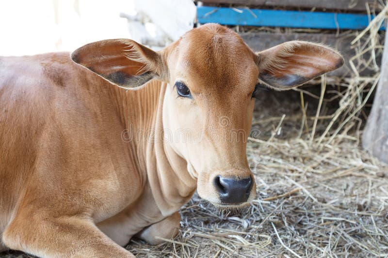 Beautiful little calf stock image. Image of baby, calf - 75533797