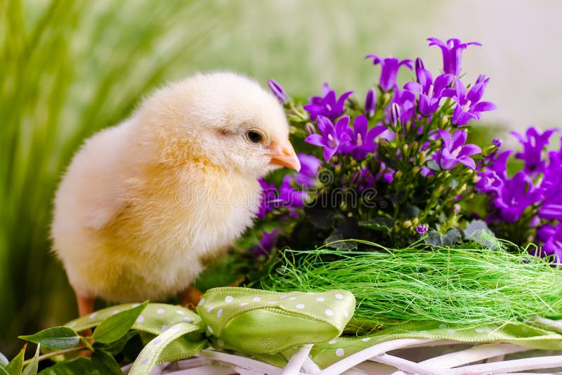 Beautiful little chicken stock image. Image of chicken - 37753615