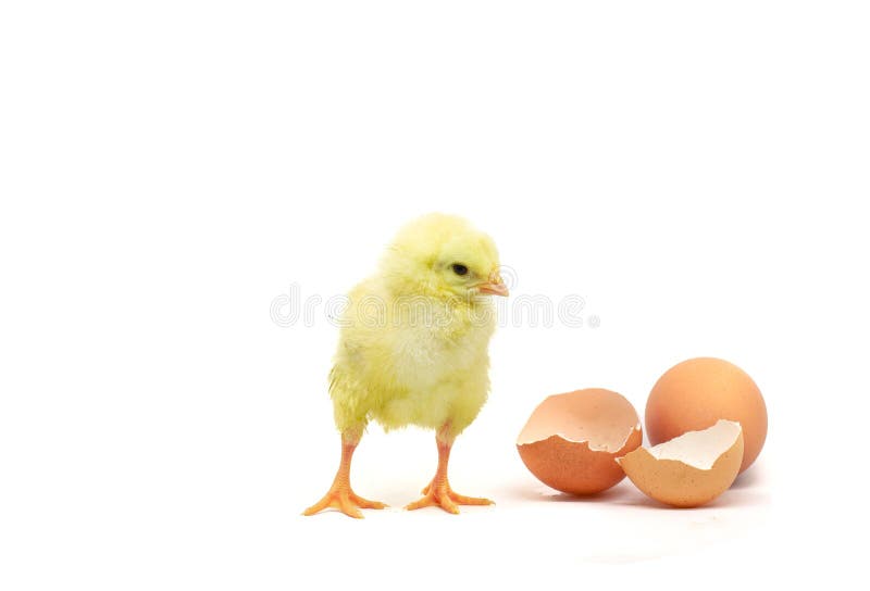 Beautiful Little Chicken, Egg and Eggshell Stock Photo - Image of ...