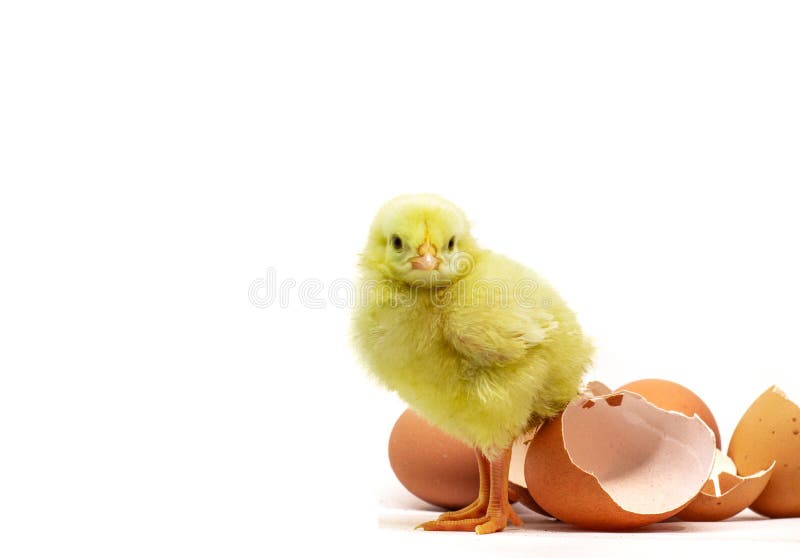 Beautiful Little Chicken, Egg and Eggshell Stock Image - Image of bird ...