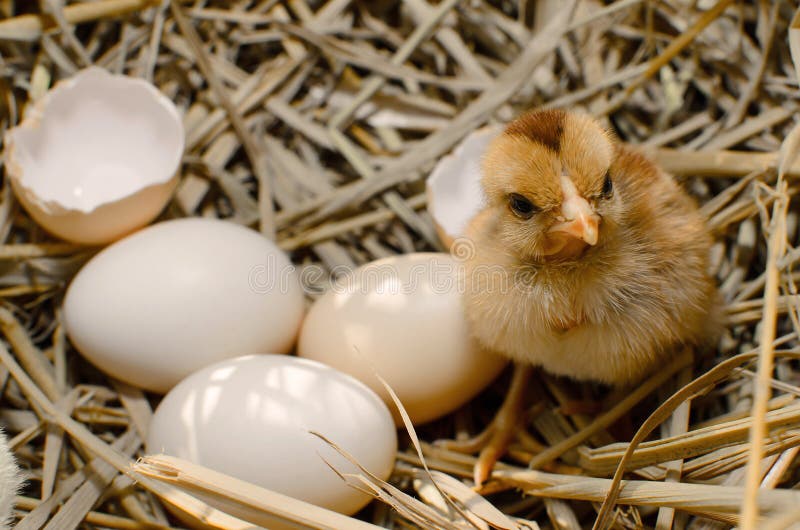 Beautiful little chicken, stock image. Image of soft - 41560809