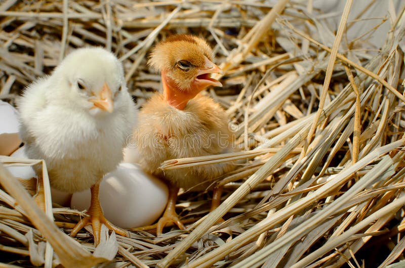 Beautiful little chicken, stock photo. Image of hatched - 41560966
