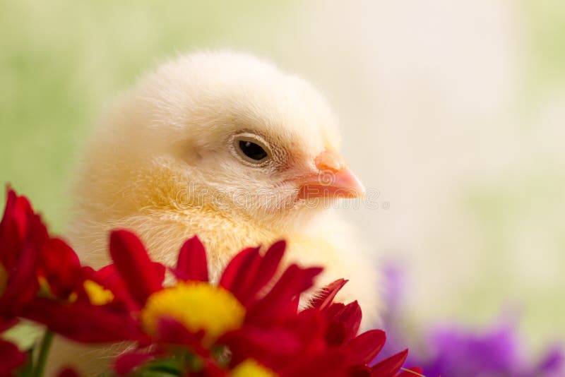 Beautiful little chickens stock image. Image of real - 30085689