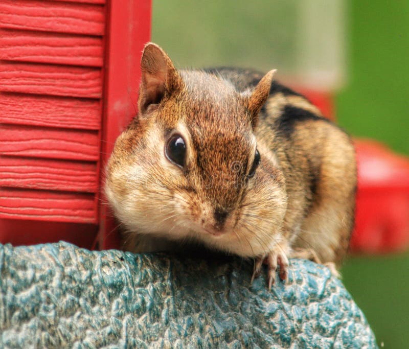 Beautiful Chipmunk stock photo. Image of bird, colorfulbirds - 191245574