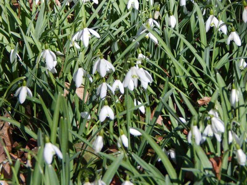 Beautiful Little Colorful Spring Flowers Stock Image - Image of ...