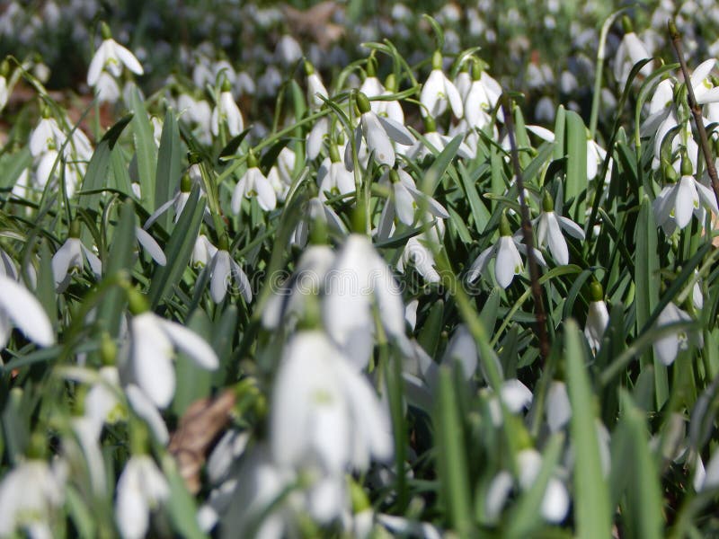 Beautiful Little Colorful Spring Flowers Stock Photo - Image of garden ...