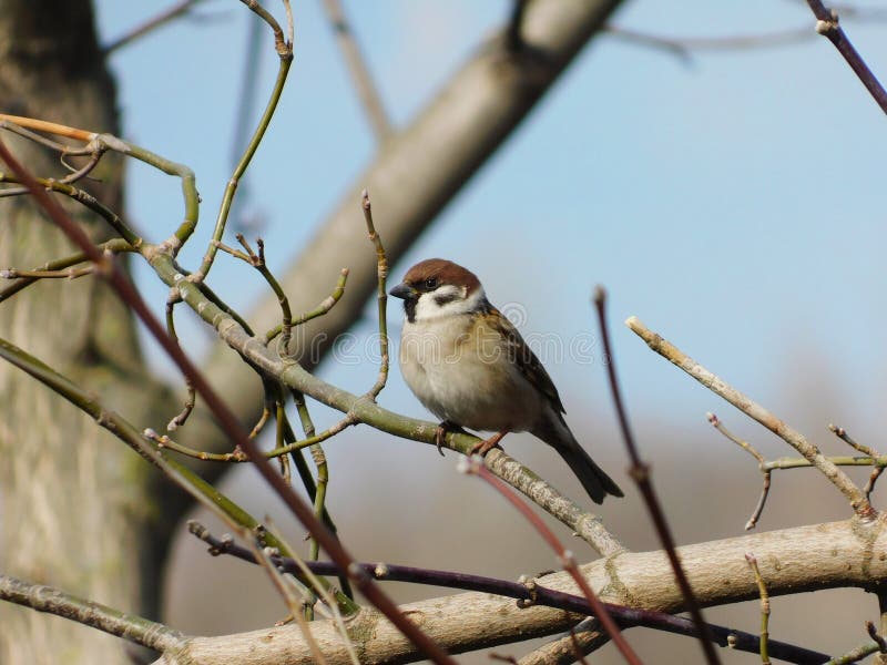 Beautiful and Little Cute Sparrow. Stock Image - Image of sparrow ...