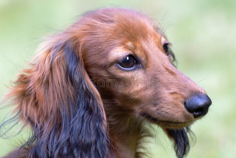 Beautiful Little Dachshund in the Garden Stock Photo - Image of grass ...
