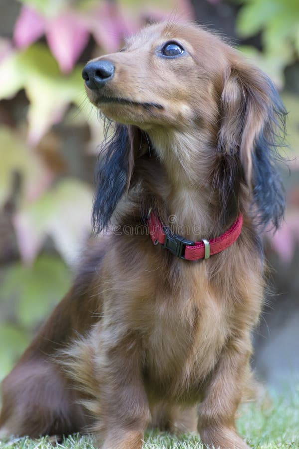 Beautiful Little Dachshund in the Garden Stock Image - Image of coat ...