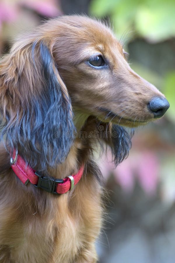 Beautiful Little Dachshund in the Garden Stock Photo - Image of hunter ...