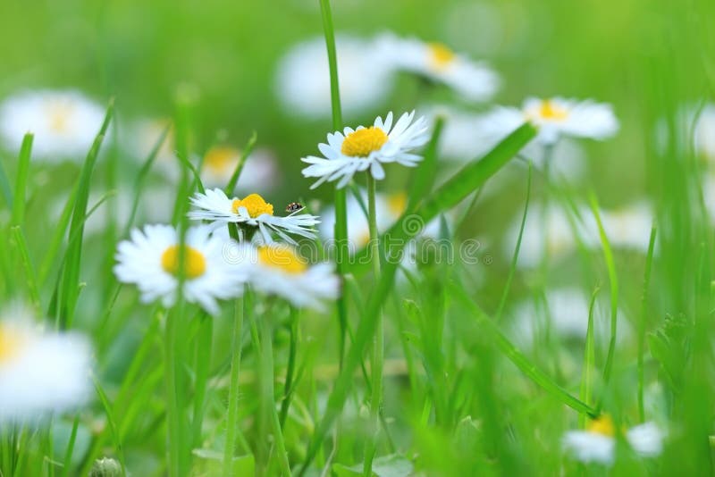 Beautiful Little Daisy in a Meadow Stock Image - Image of flowering ...