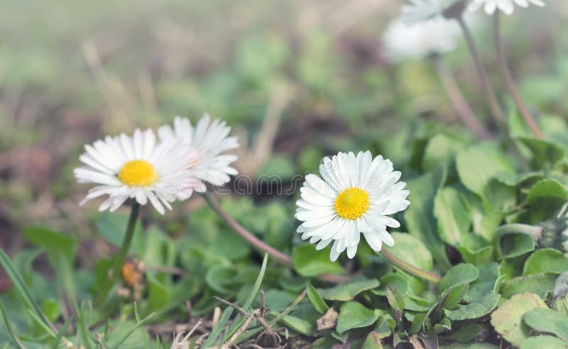 Beautiful Little Daisy - Spring Daisy Stock Photo - Image of flowering ...
