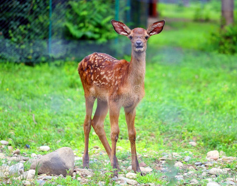Little Deer in a Zoo Nature Stock Image - Image of americana, north ...