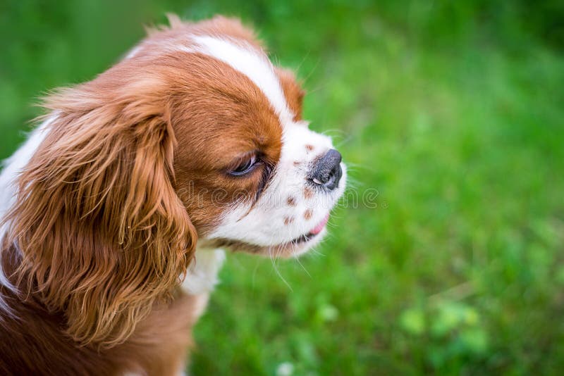 A Beautiful Little Dog Breeds a Spaniel Standing on a Green Meadow ...