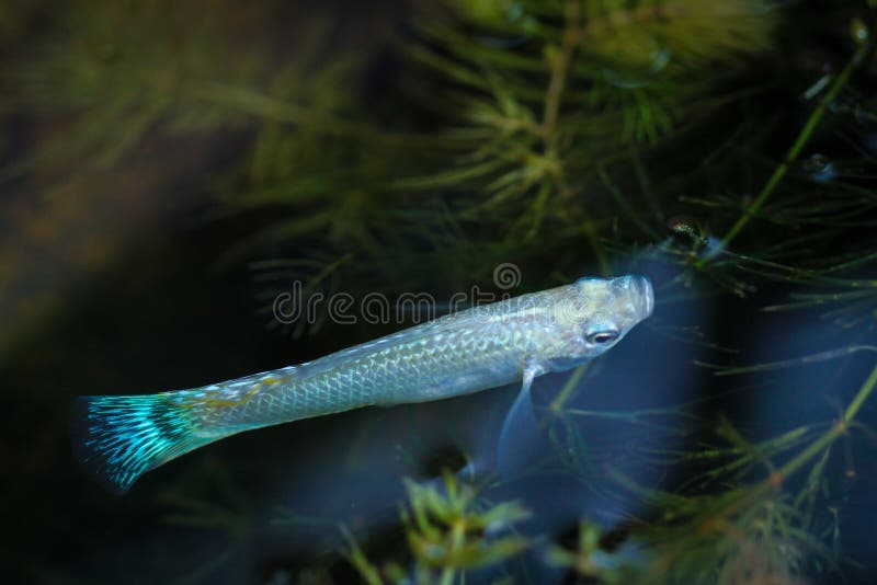 Beautiful little fish stock image. Image of close, deep - 90054783